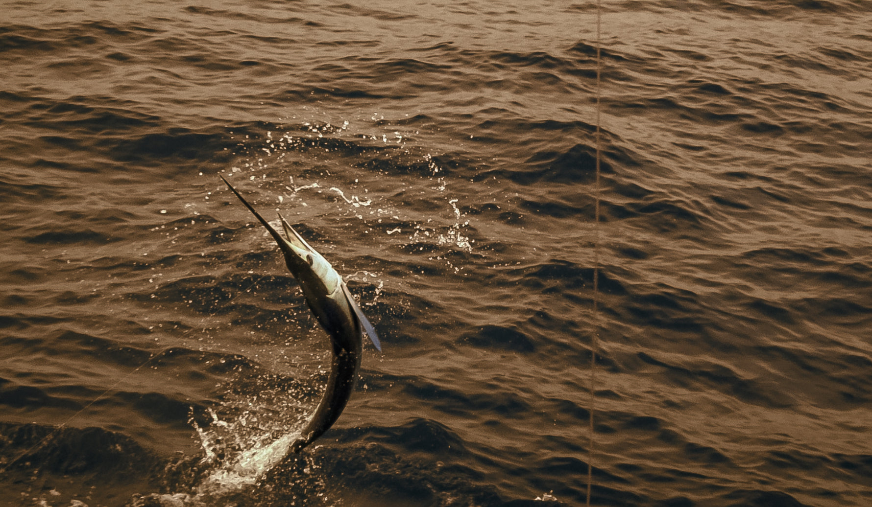 Offshore Species – Magictail Outfitters