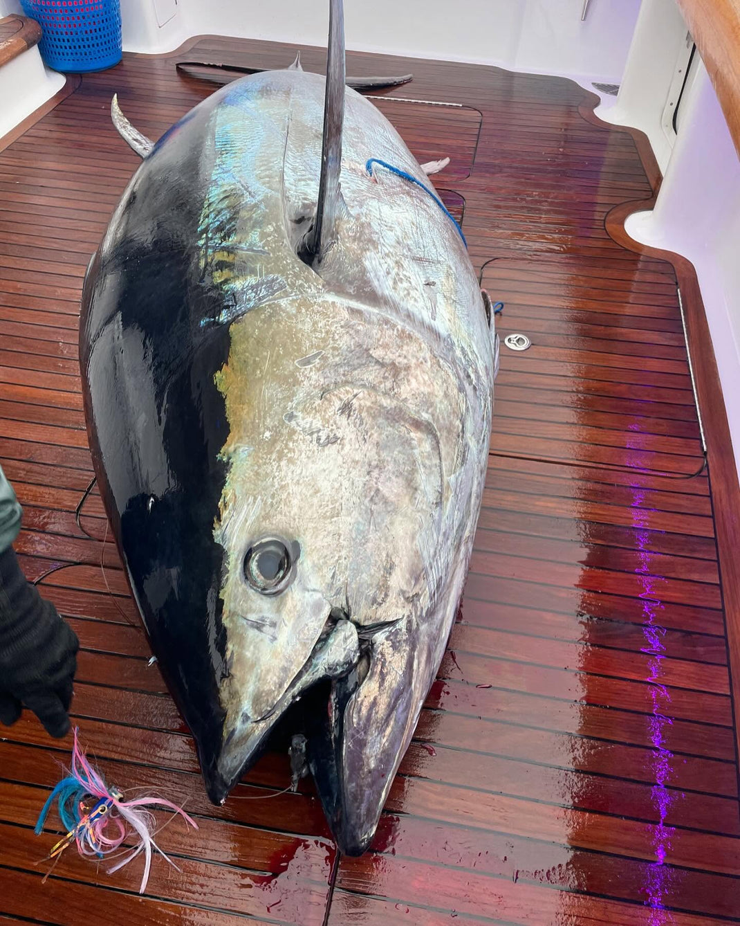 Offshore Species – Magictail Outfitters